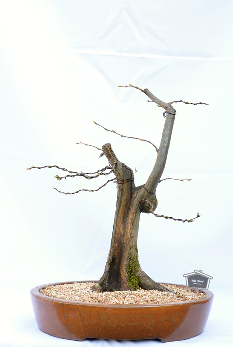 Yamadori :: Bonsaipk